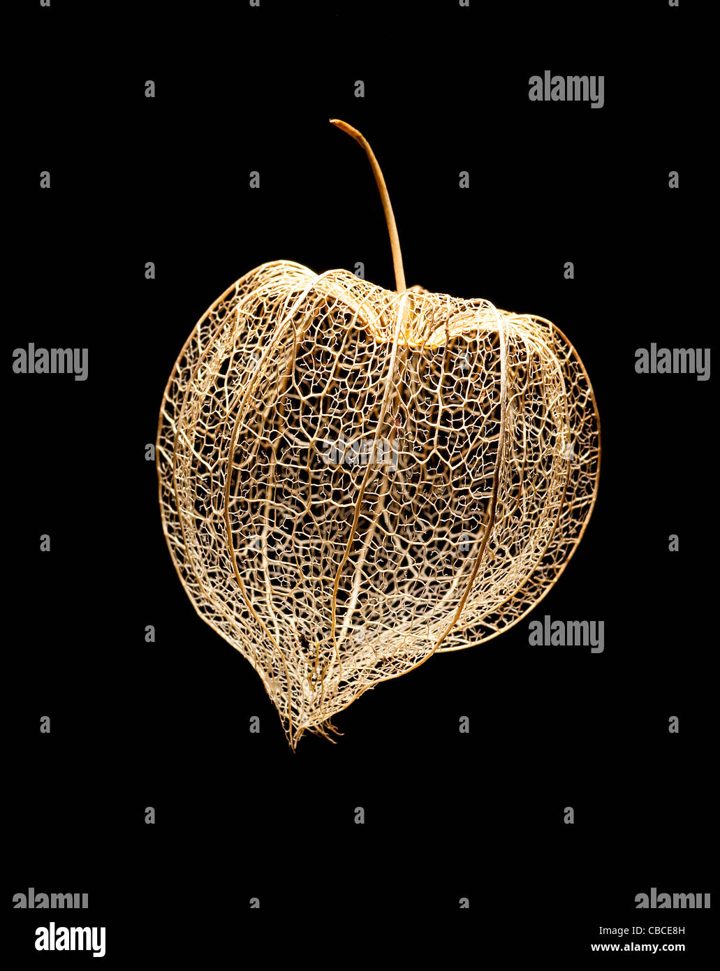 Skeletal husk of the physalis Or Chinese gooseberry fruit Stock Photo ...