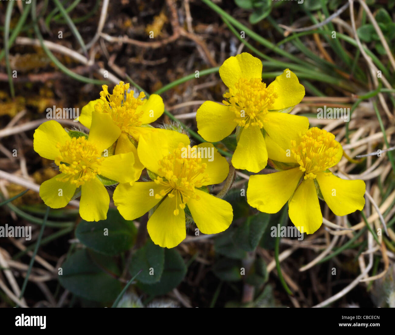 Hoary Rock-rose - Helianthemum canum, growing on The Burren Stock Photo ...