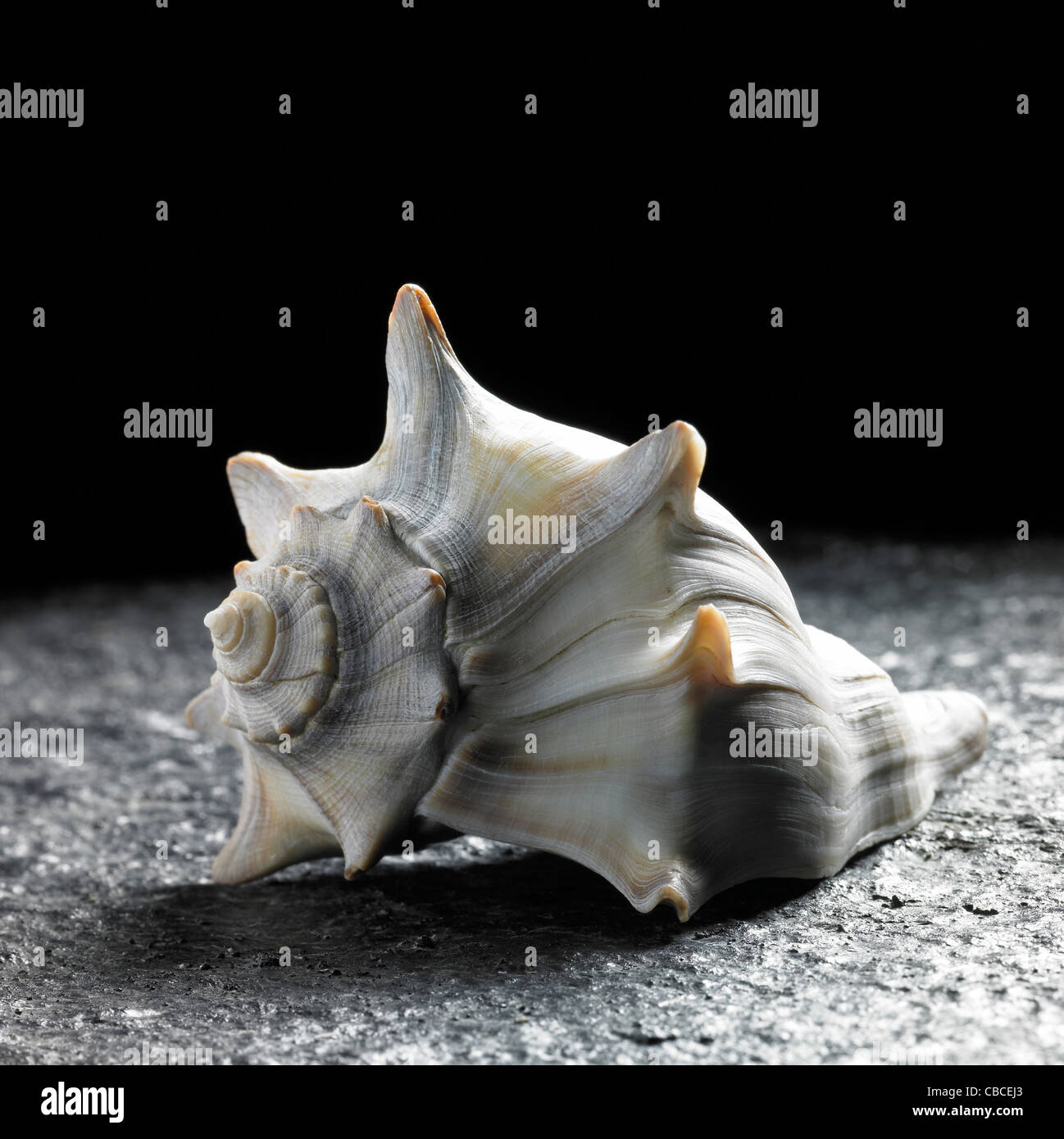 studio shot of a seashell on raspy ground in dark back Stock Photo - Alamy