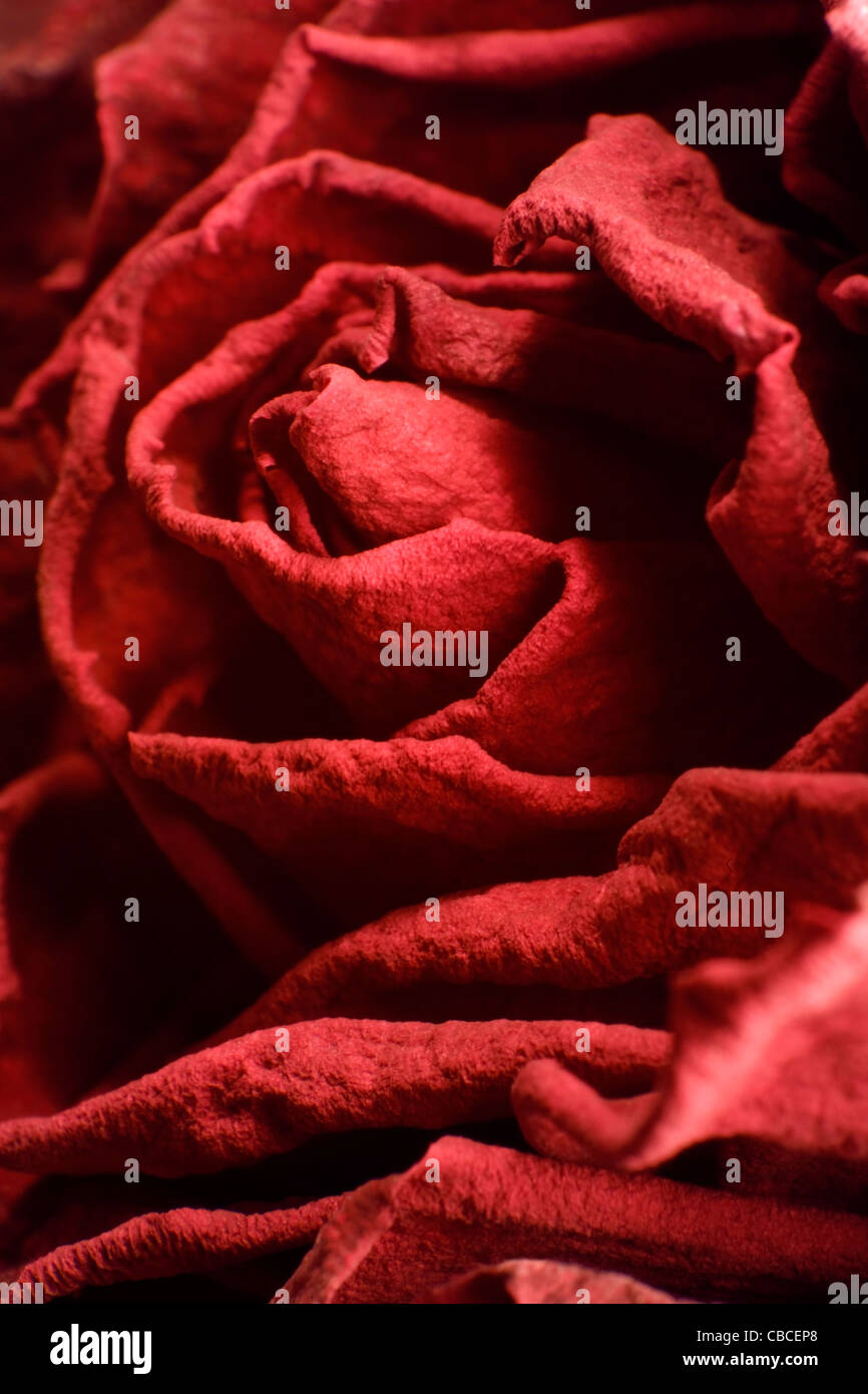 abstract background showing a detail of a dried red rose Stock Photo ...
