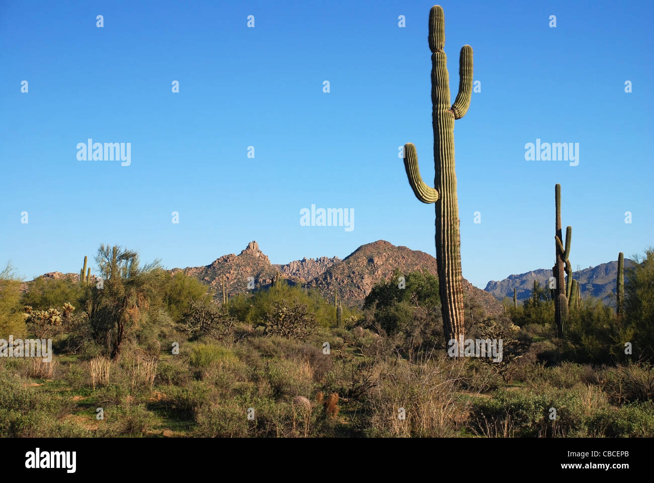 Arizona desert terrain showing various desert foliage and mountains ...