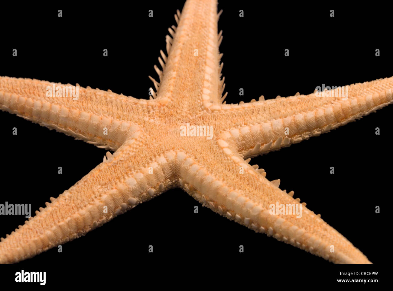 detail of a light brown starfish in black back Stock Photo - Alamy