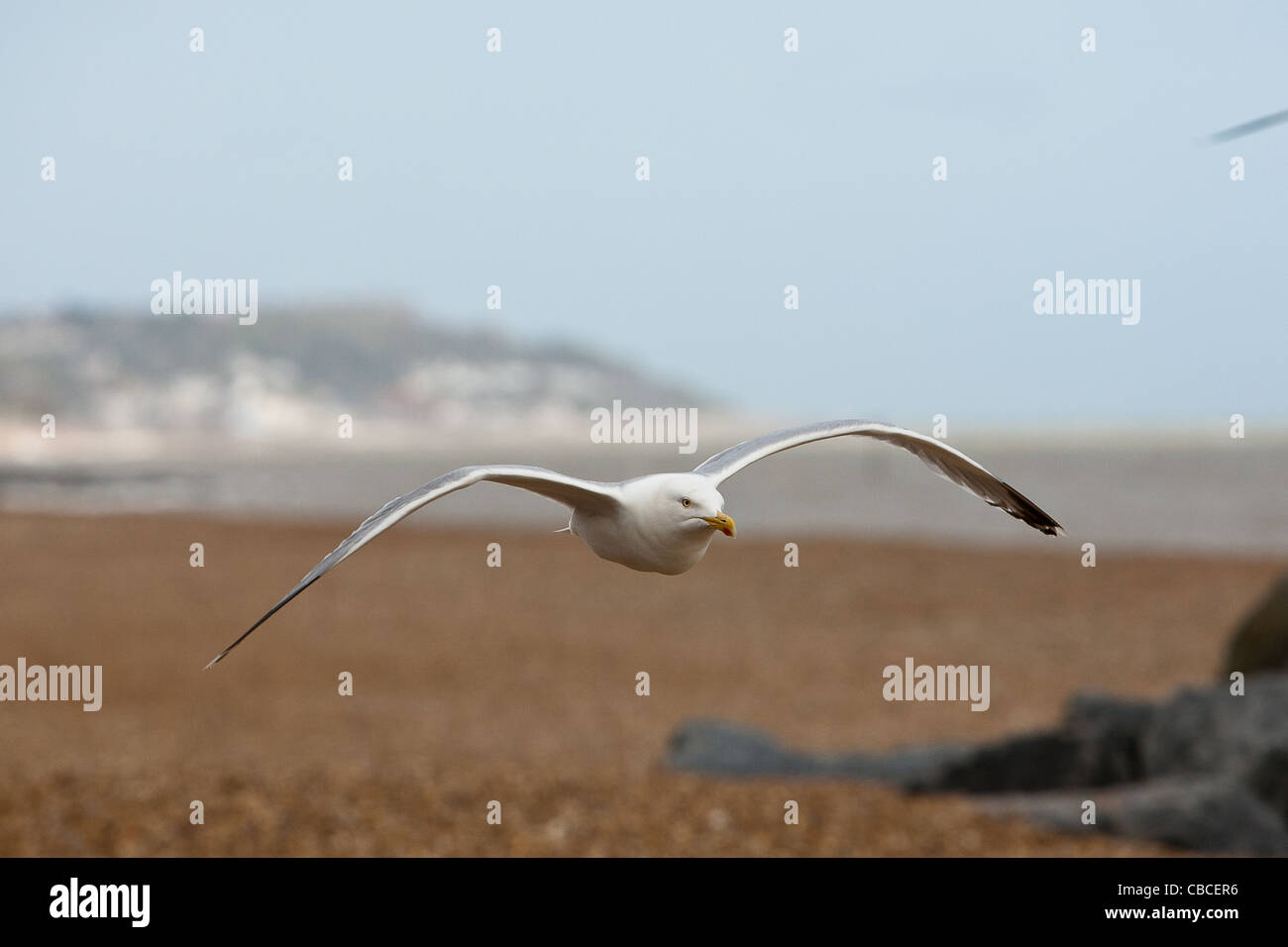 Herring Gulls (Larus argentatus) on the English coastline Stock Photo ...