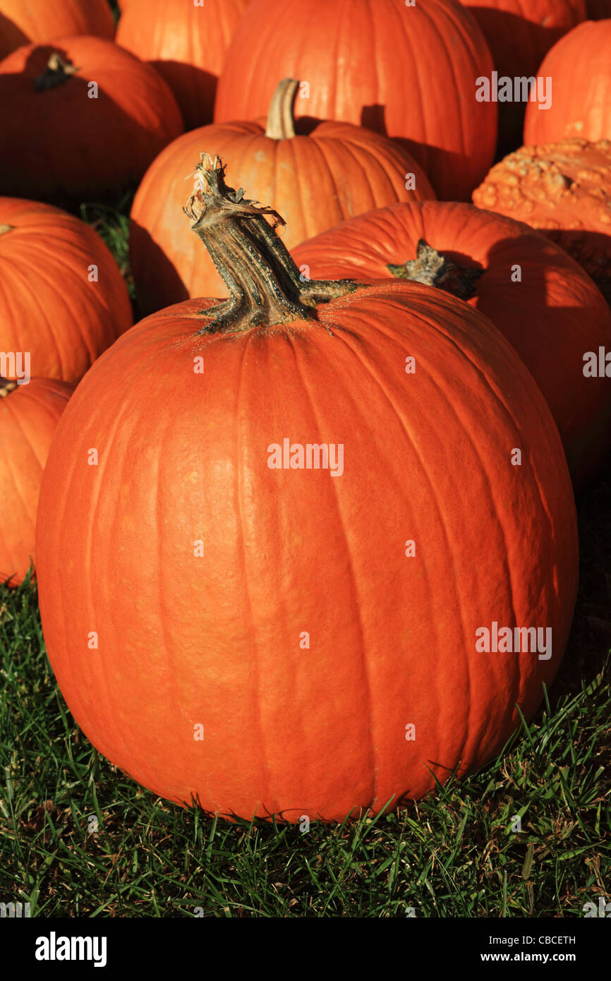 vertical image of pumpkins on grass with one large pumpkin in the front ...