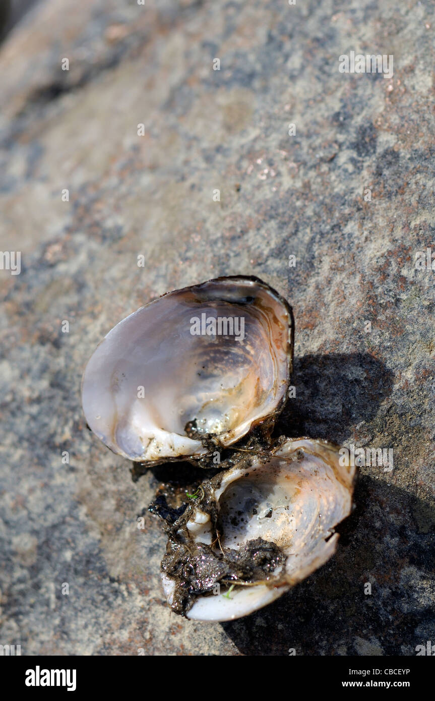 Open clam hi-res stock photography and images - Alamy