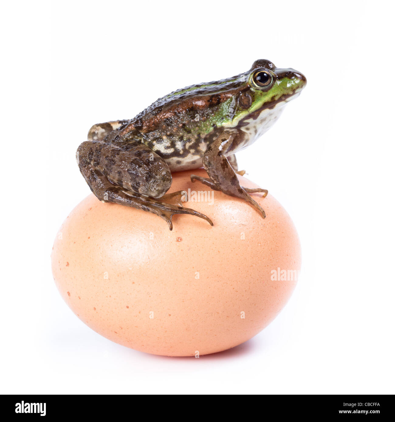 Marsh Frog (Rana ridibunda) in front of white background, isolated ...