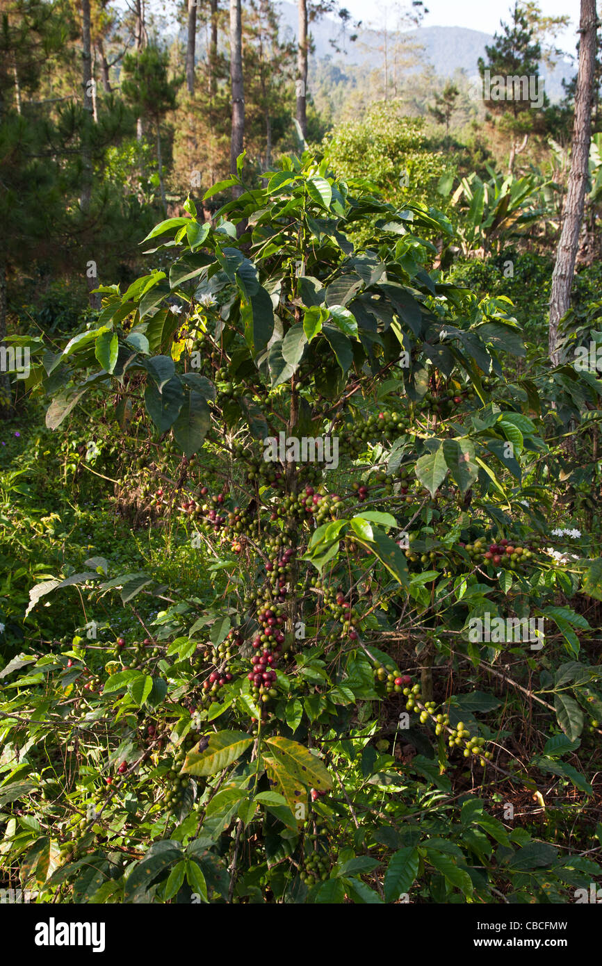 Unpicked coffee beans on a coffee plant in Java, Indonesia Stock Photo ...