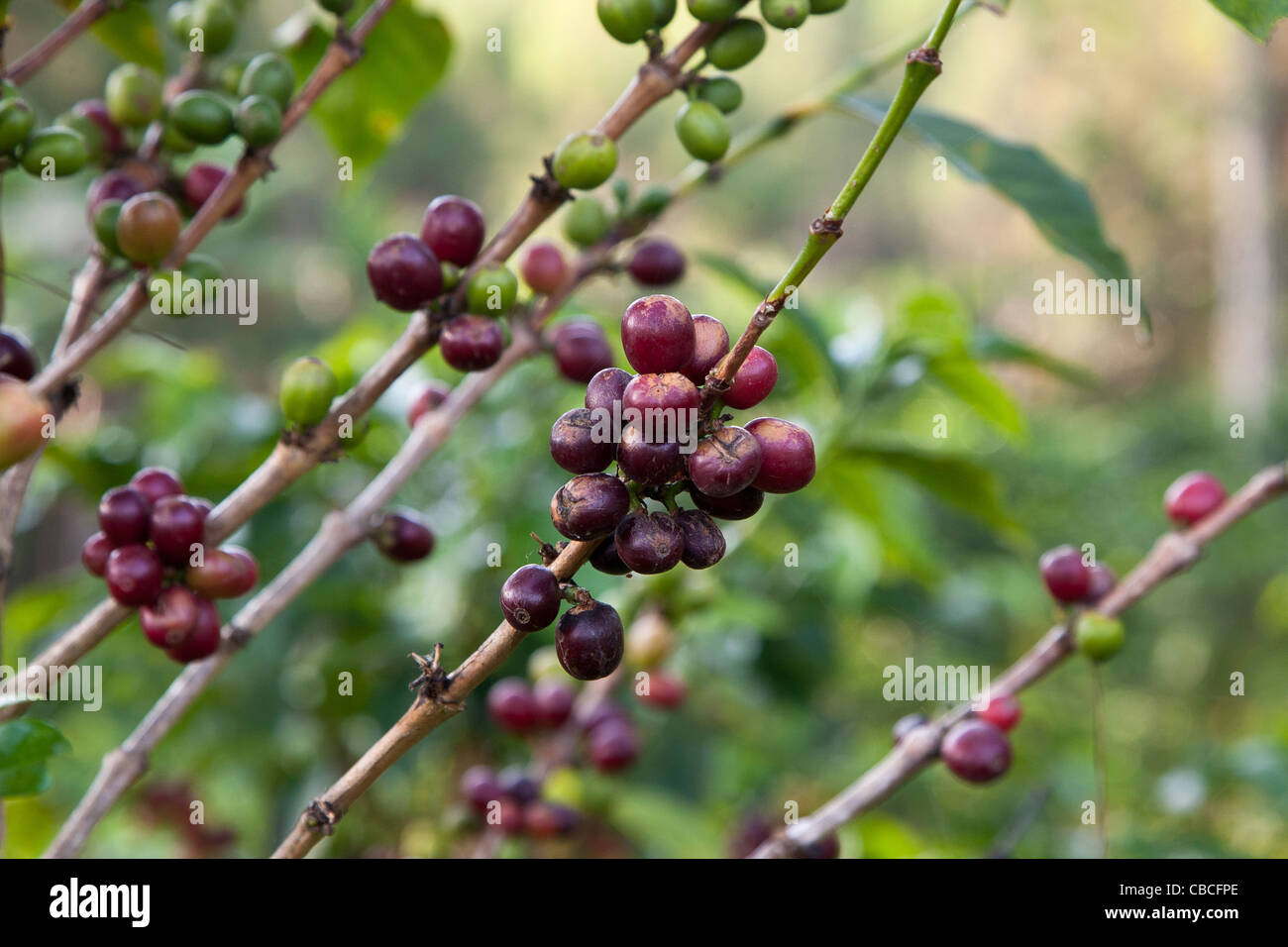 Unpicked coffee beans on a coffee plant in Java, Indonesia Stock Photo ...