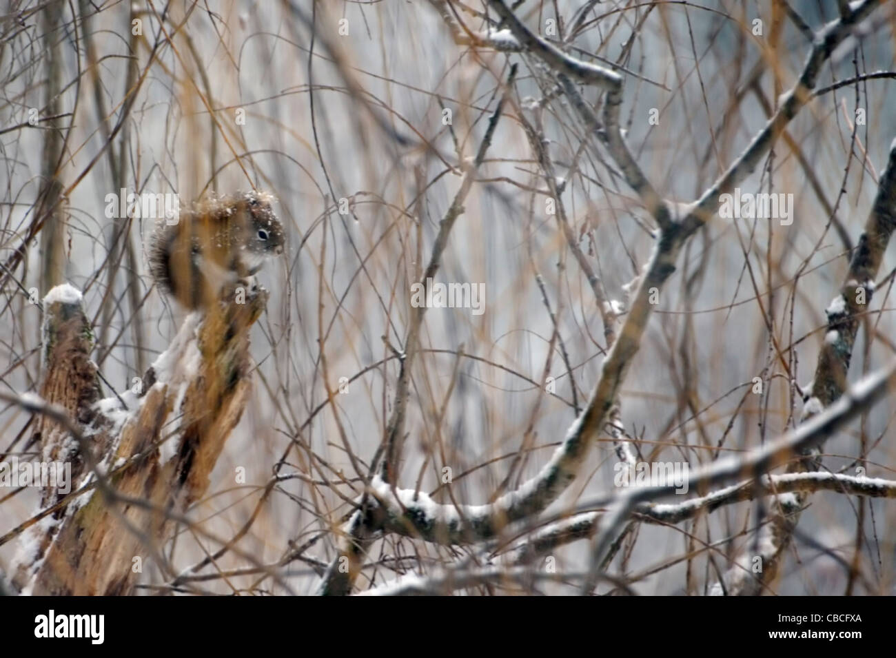 Squirrel perching in snow Stock Photo - Alamy
