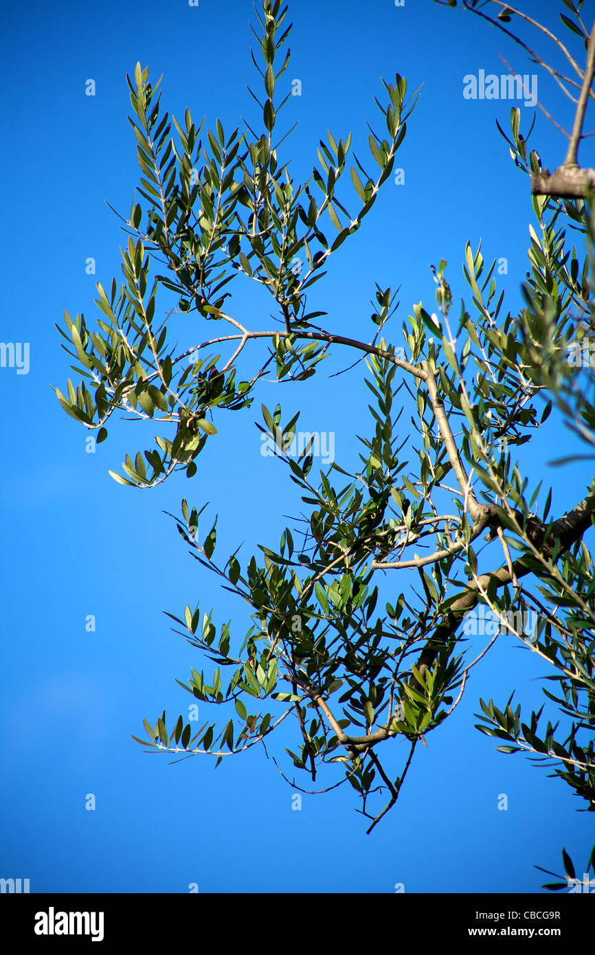 Olive oil tree Stock Photo - Alamy
