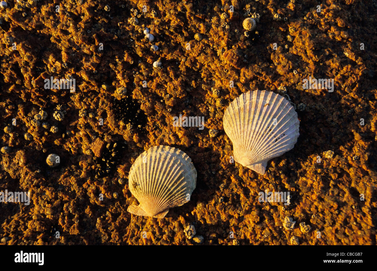 Australia shells seashells hi-res stock photography and images - Alamy