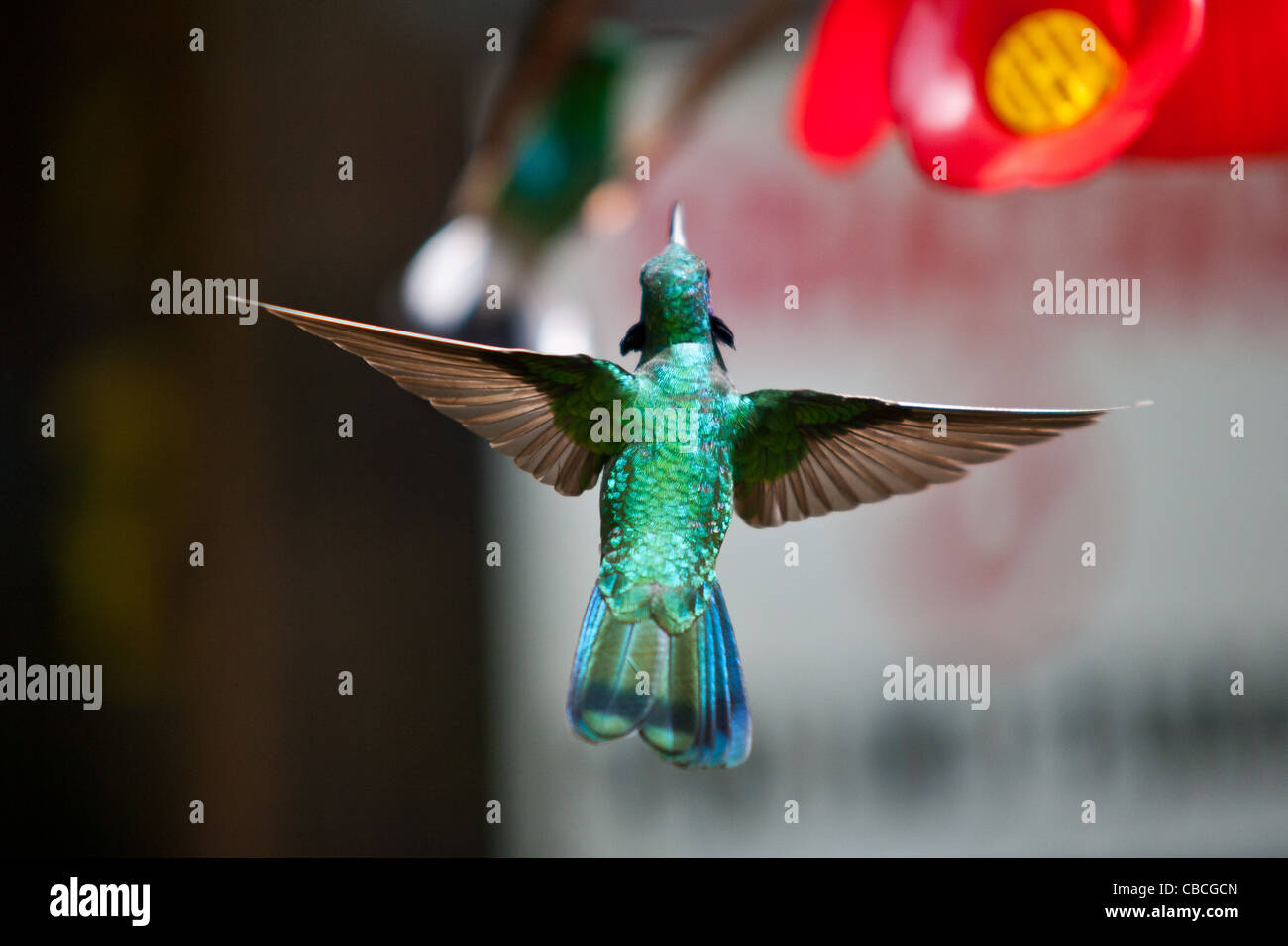 A green violet eared humming bird (Colibri thalassinus) approaching ...