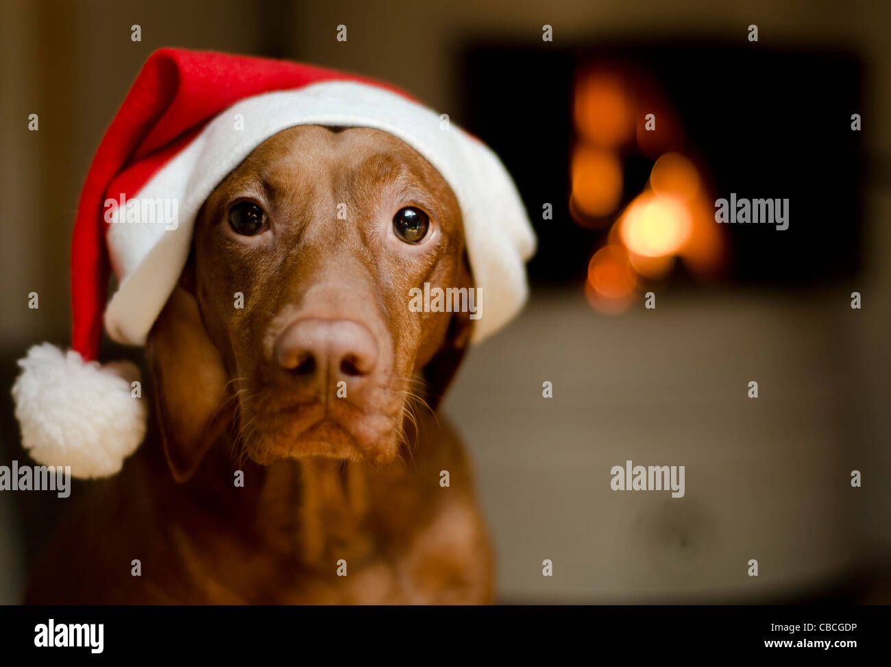 Beautiful brown female Hungarian Vizsla dog dressed in a santa hat ...