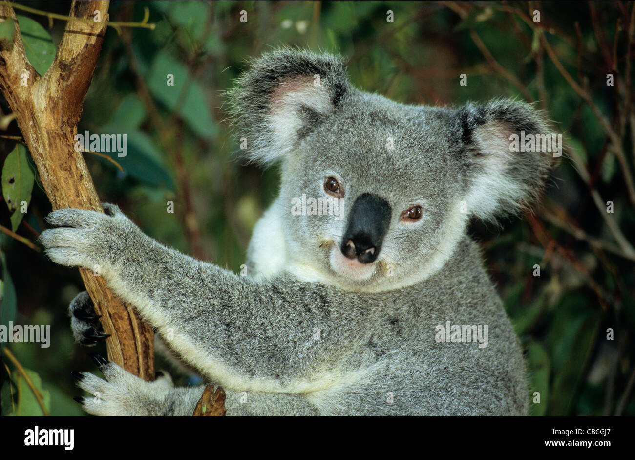 Koala, Brisbane zoo, Australia Stock Photo - Alamy