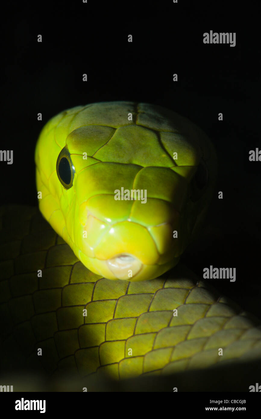 Eastern green mamba kenya hi-res stock photography and images - Alamy