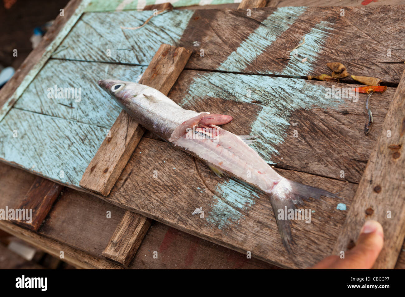 Fishermen living on Fishing Platform called Bagan, Cenderawasih Bay ...