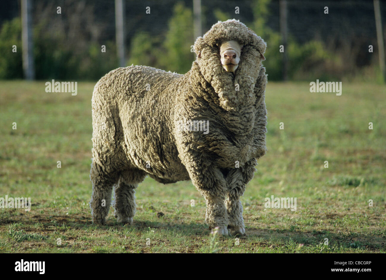 Full coat sheep hi-res stock photography and images - Alamy