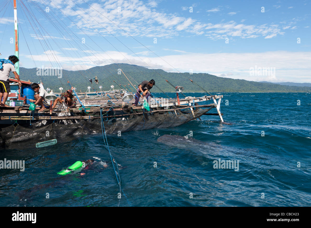 Fishermen feeding Whale Sharks from Fishing Platform called Bagan ...