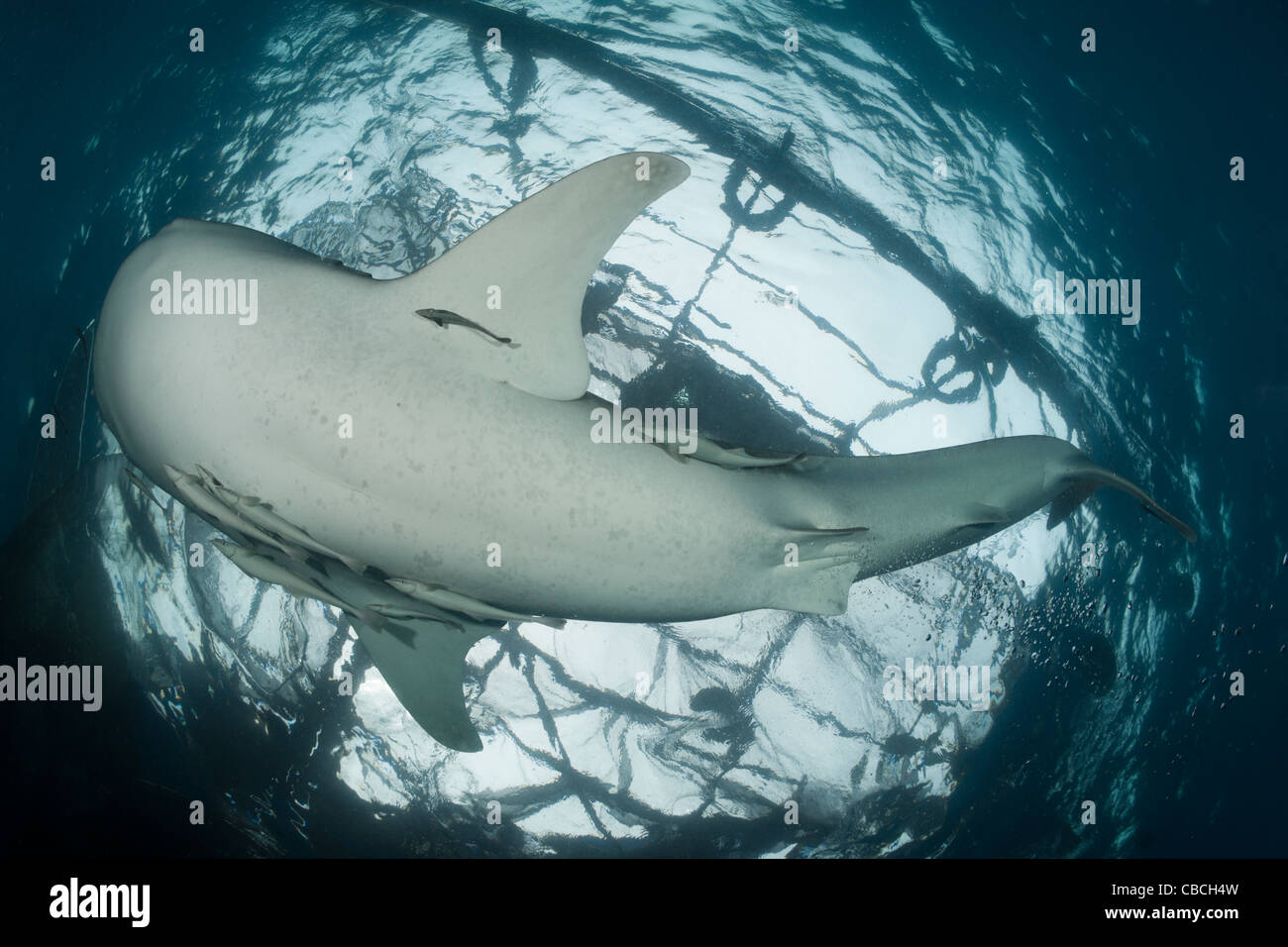 Whale Shark underneath Fishing Platform called Bagan, Rhincodon typus ...
