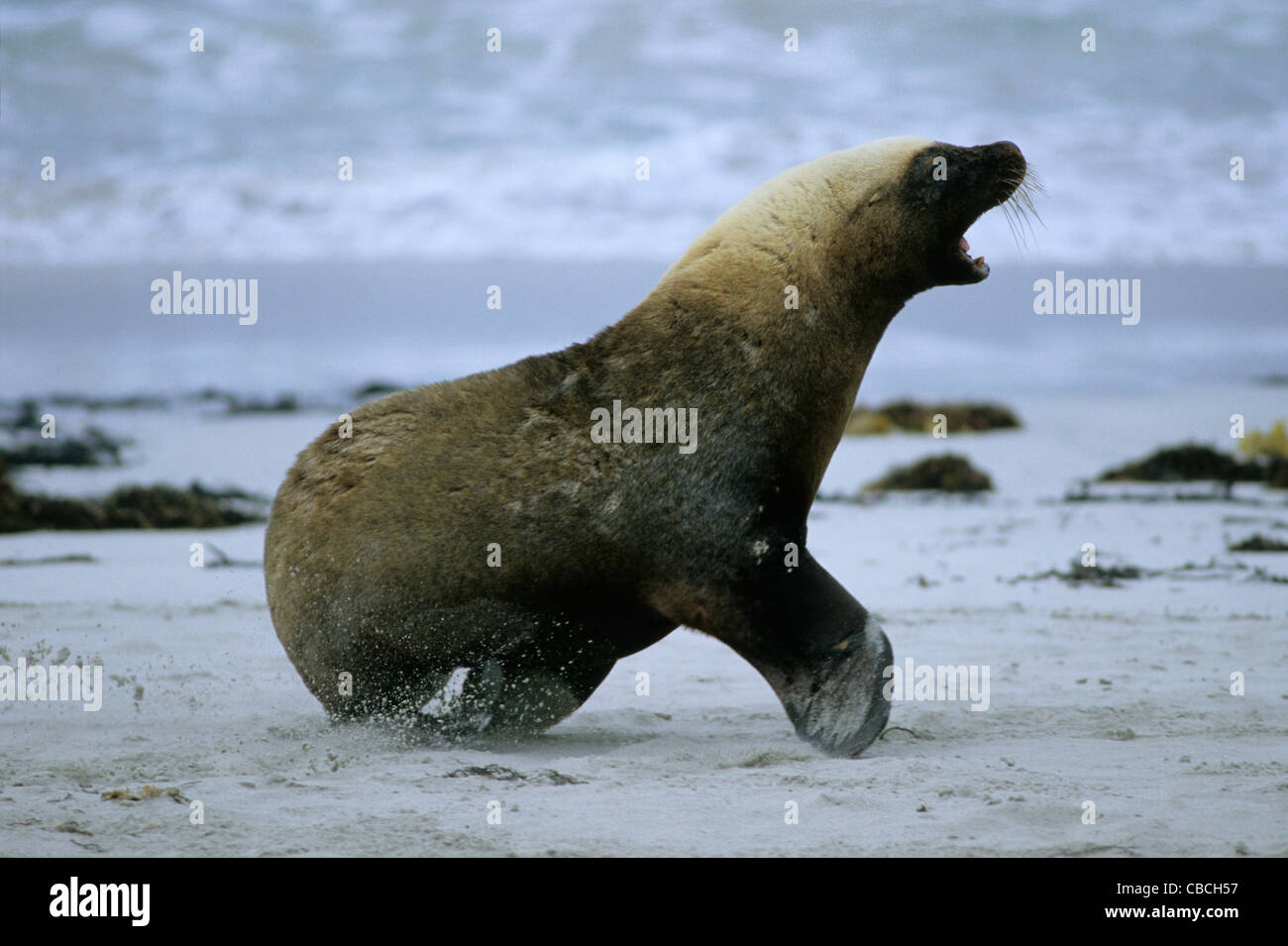 Australian Sea Lion (Neophoca cinereaon) male running on beach, Seal ...