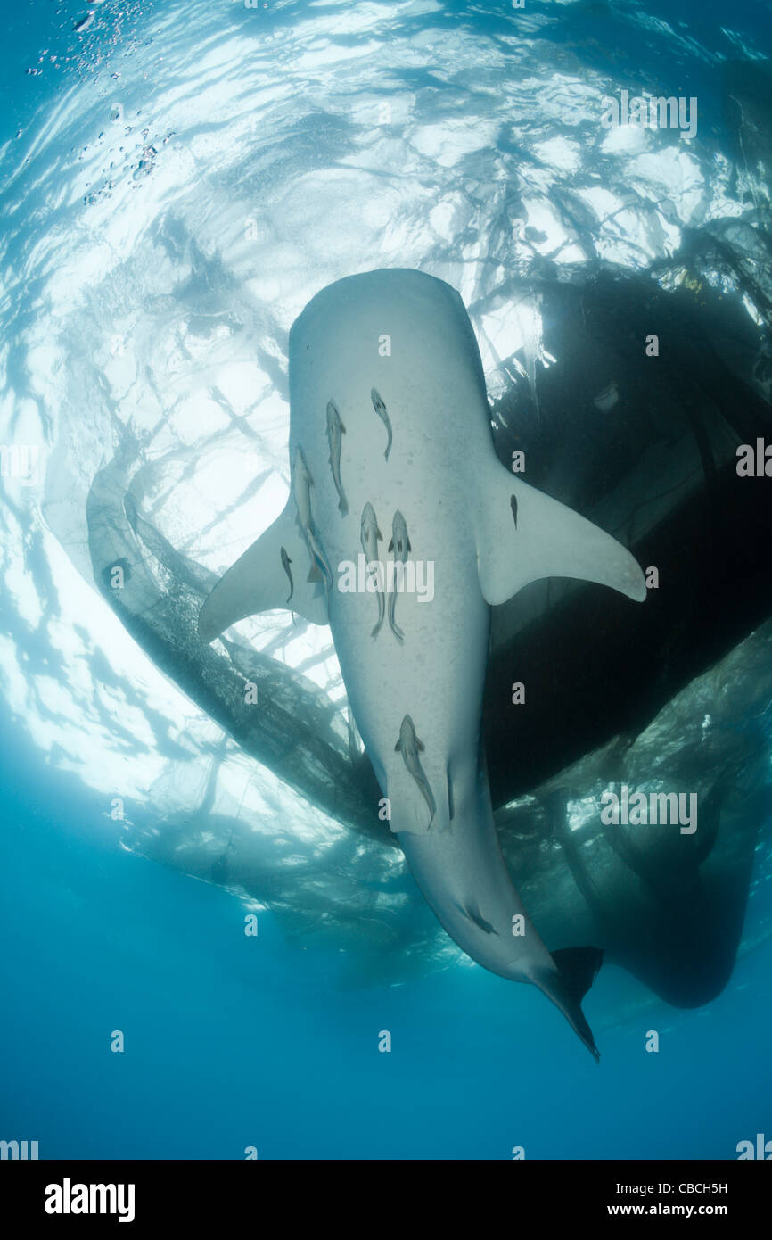 Whale Shark underneath Fishing Platform called Bagan, Rhincodon typus ...