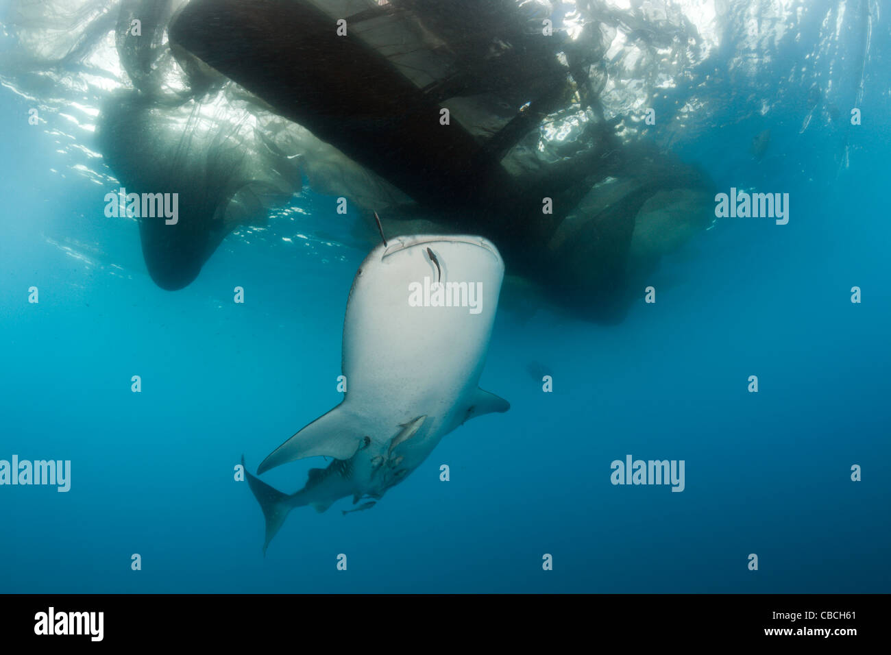 Whale Shark underneath Fishing Platform called Bagan, Rhincodon typus ...