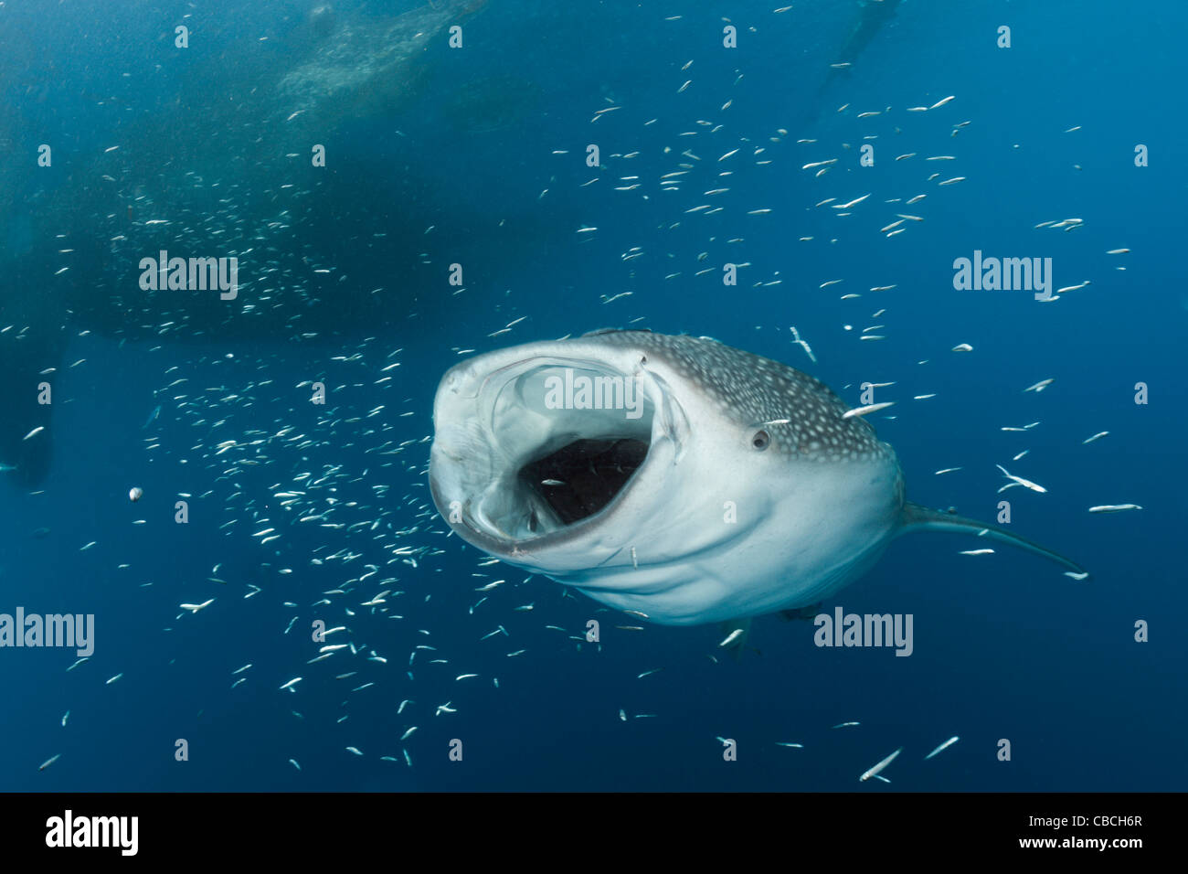 Whale Shark underneath Fishing Platform called Bagan, Rhincodon typus ...