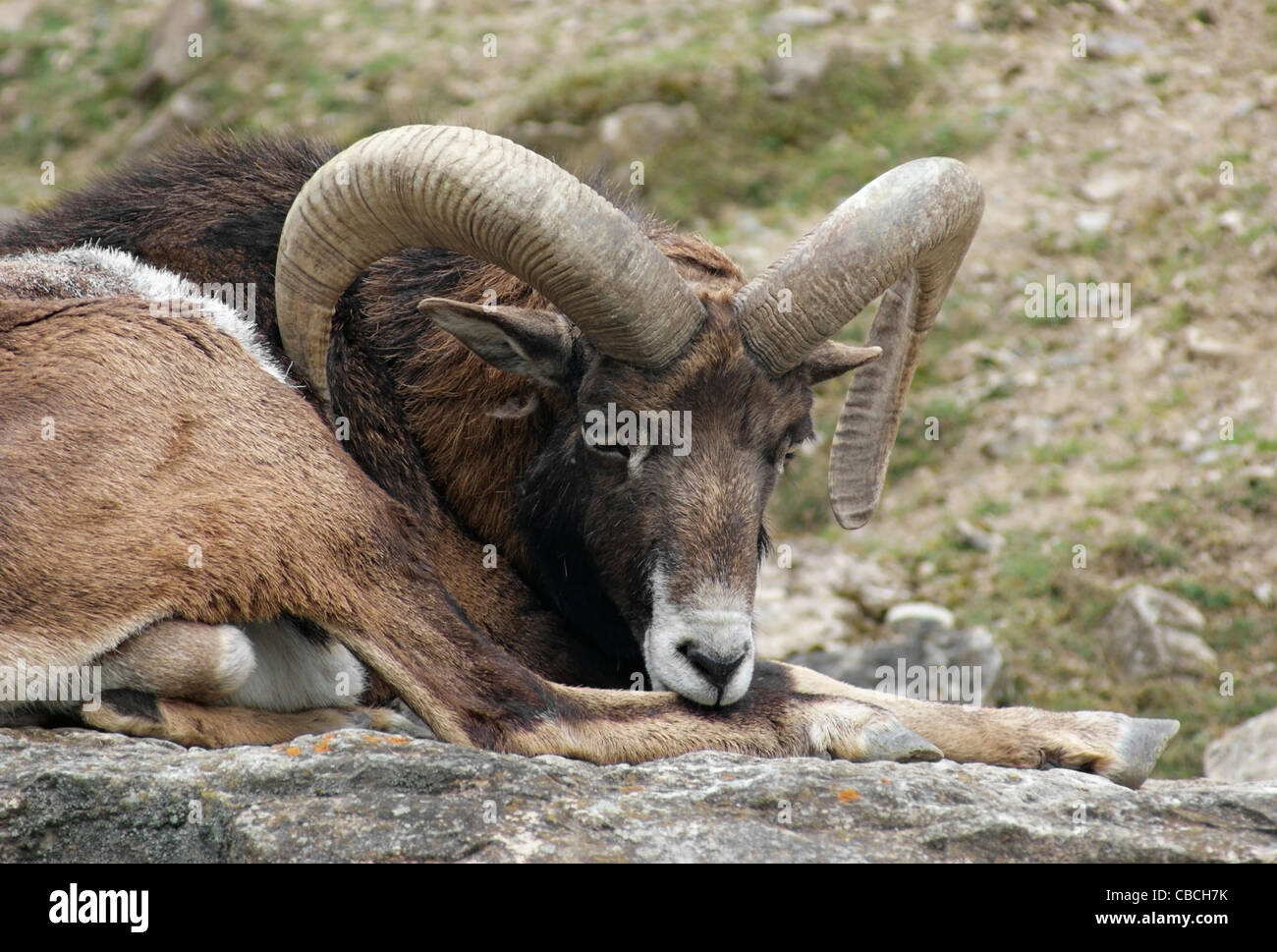 One mouflon hi-res stock photography and images - Alamy