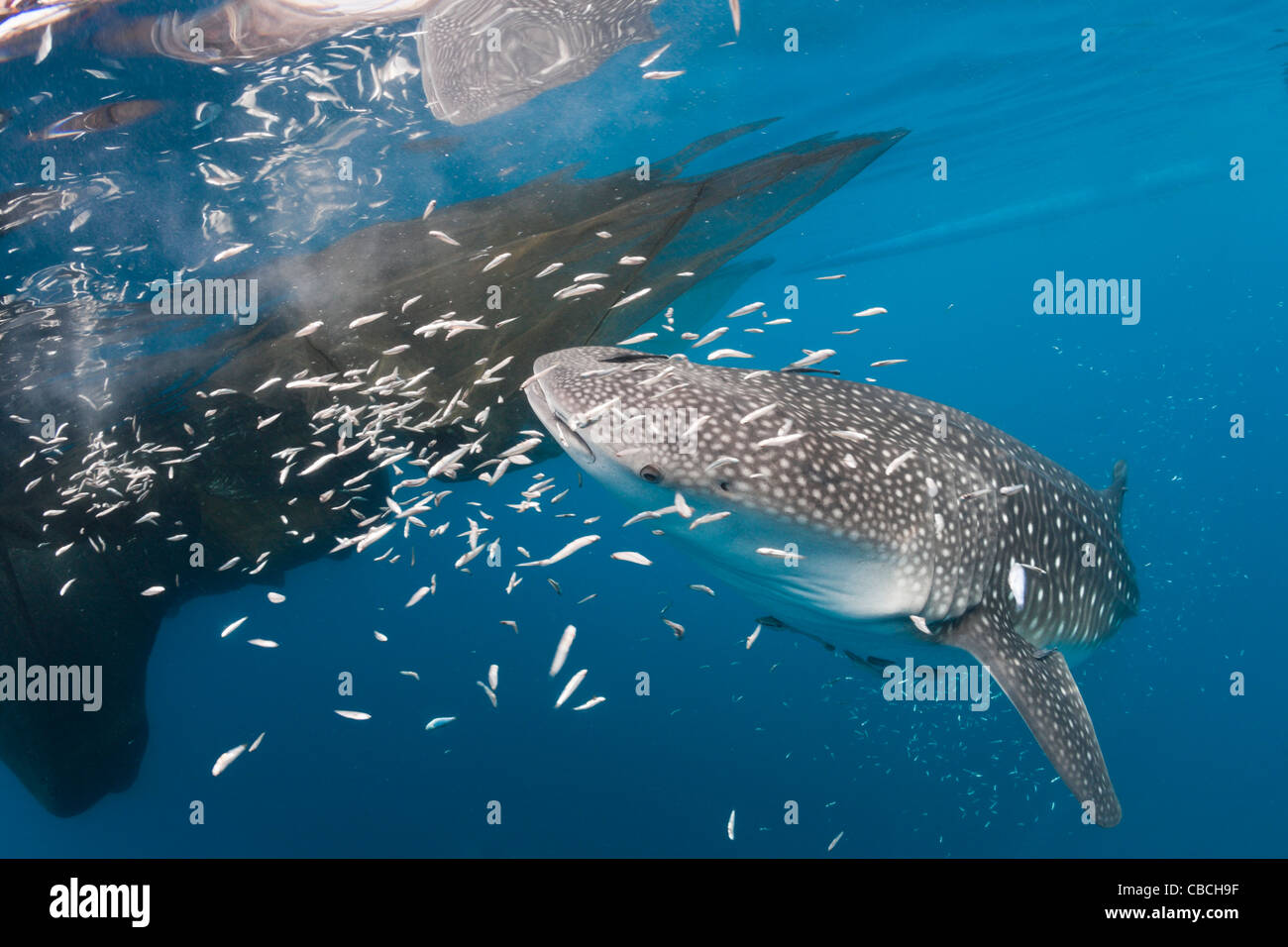 Whale Shark underneath Fishing Platform called Bagan, Rhincodon typus ...