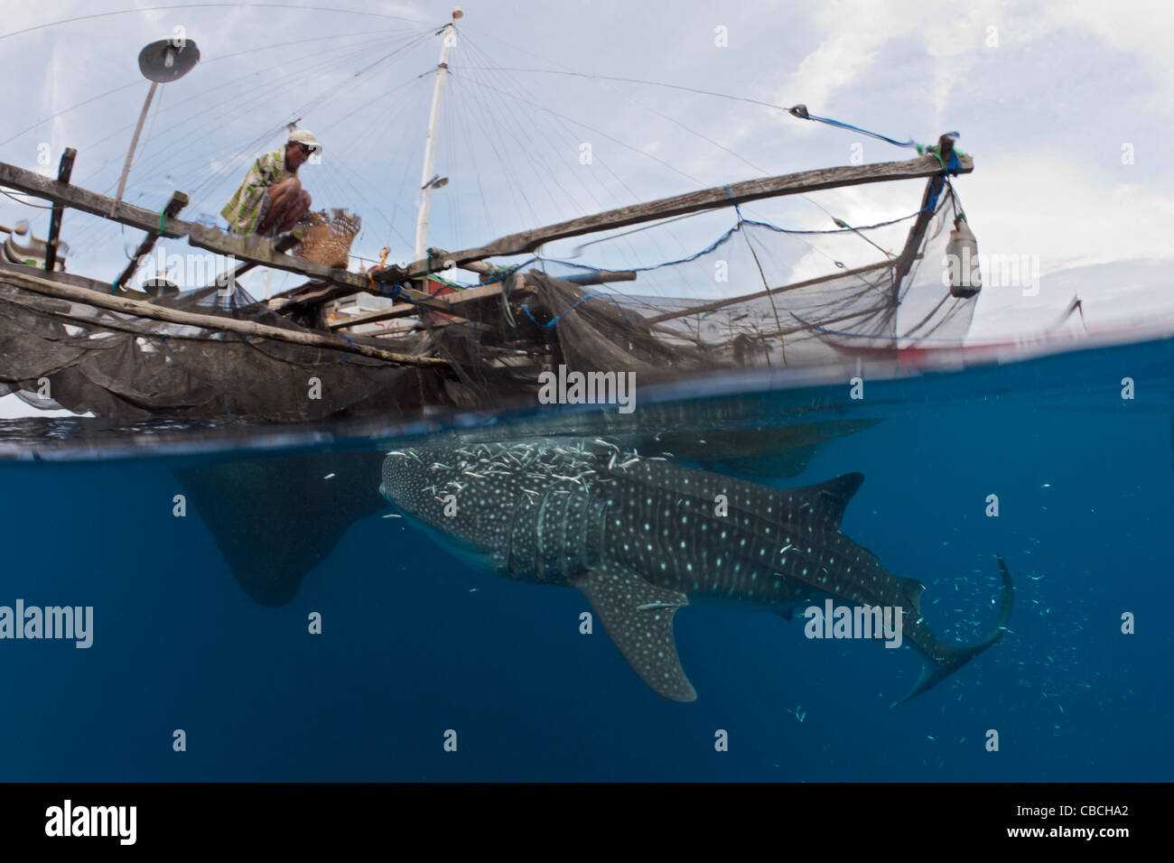 Whale Shark Underneath Fishing Platform High Resolution Stock ...