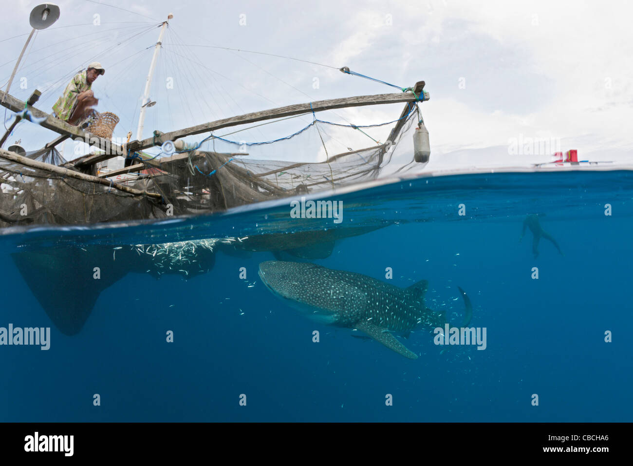 Whale Shark underneath Fishing Platform called Bagan, Rhincodon typus ...