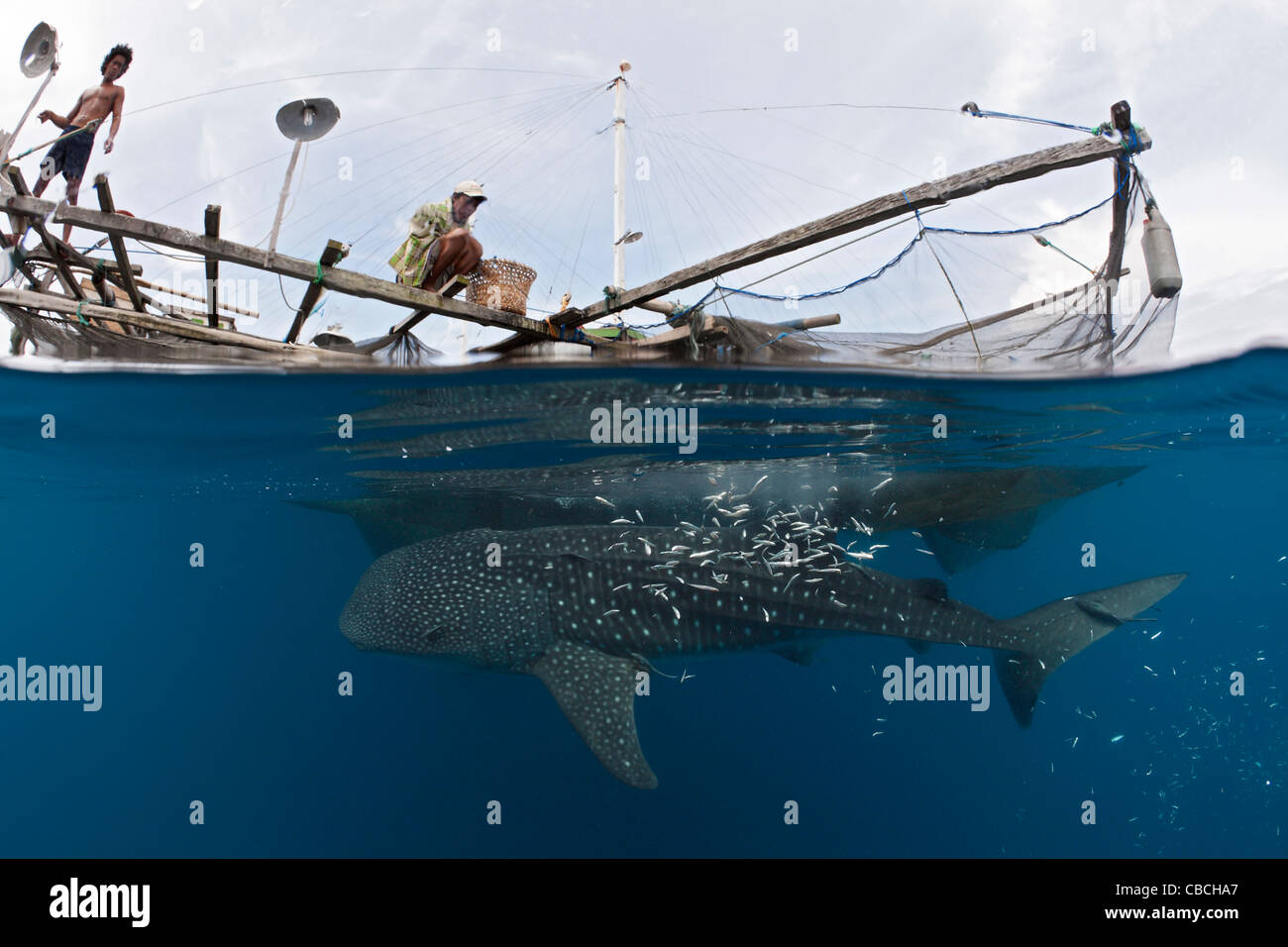 Whale Shark underneath Fishing Platform called Bagan, Rhincodon typus ...