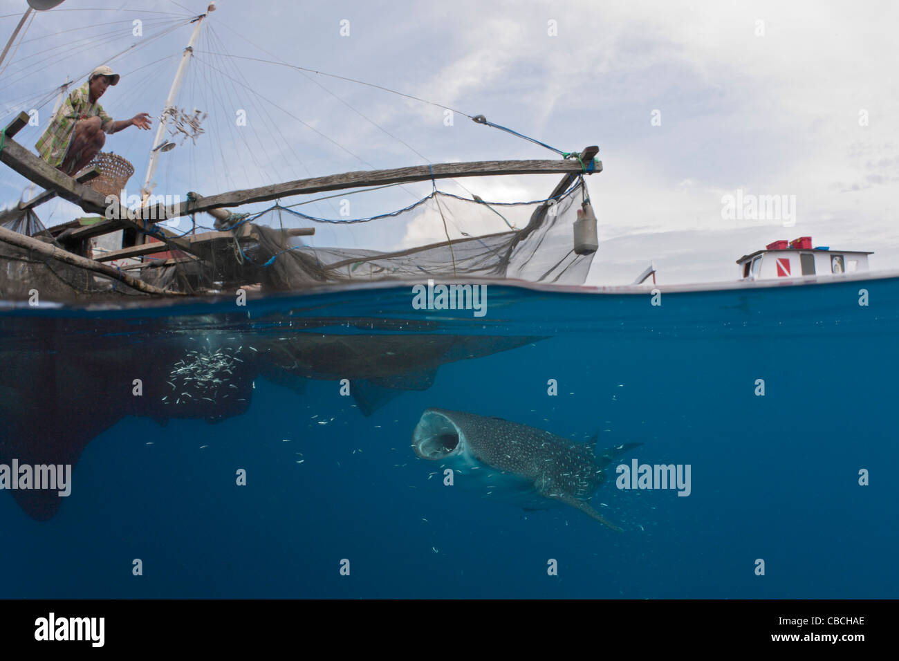 Shark under the boat hi-res stock photography and images - Alamy