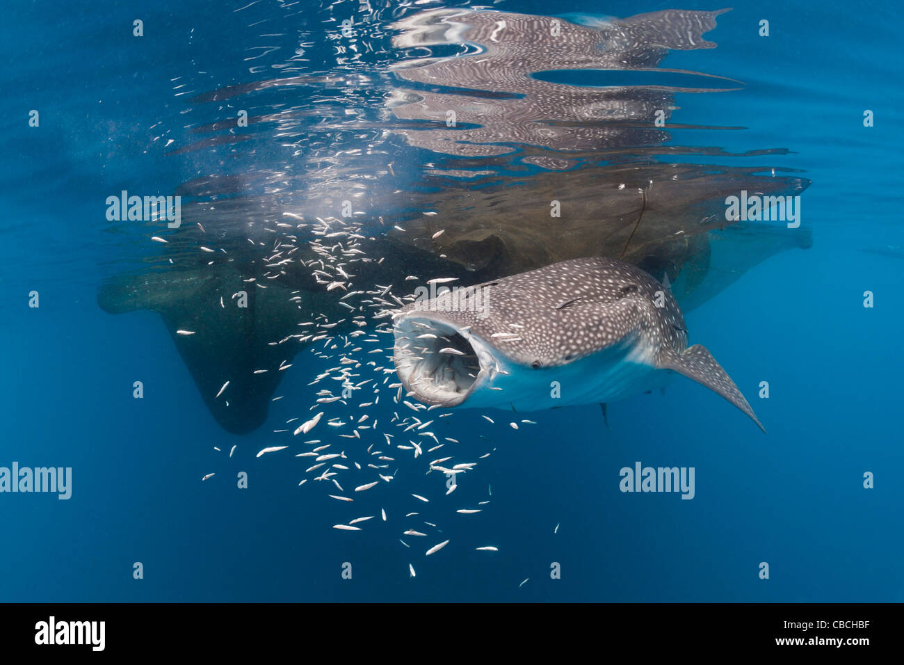Whale Shark underneath Fishing Platform called Bagan, Rhincodon typus ...