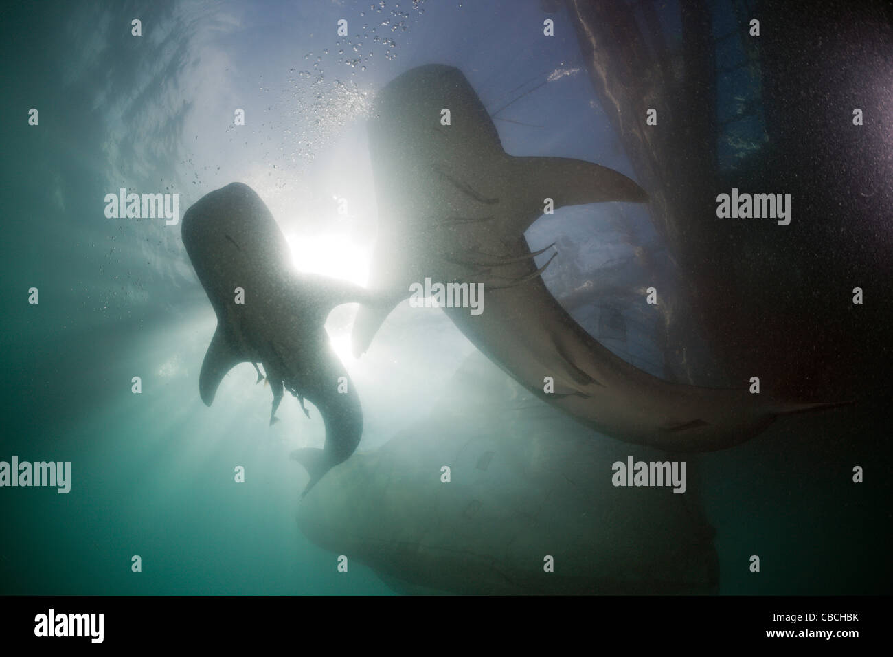 Whale Shark underneath Fishing Platform called Bagan, Rhincodon typus ...