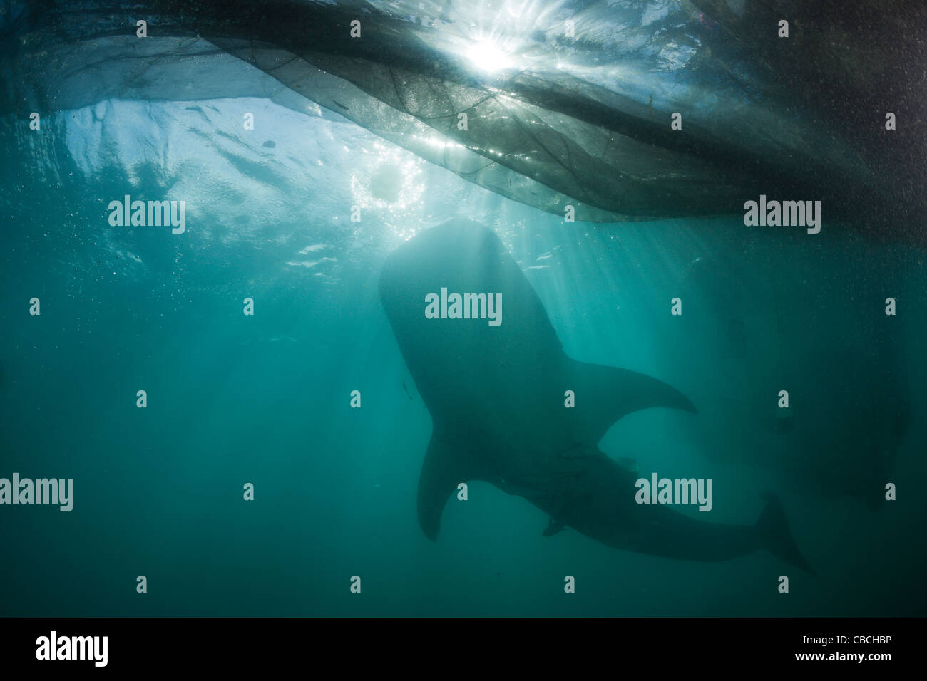 Whale Shark underneath Fishing Platform called Bagan, Rhincodon typus ...