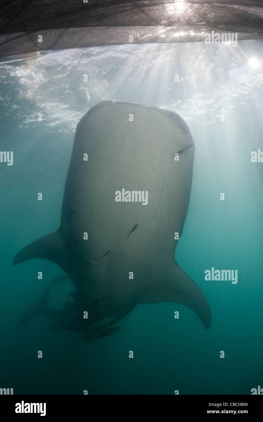 Whale Shark underneath Fishing Platform called Bagan, Rhincodon typus ...