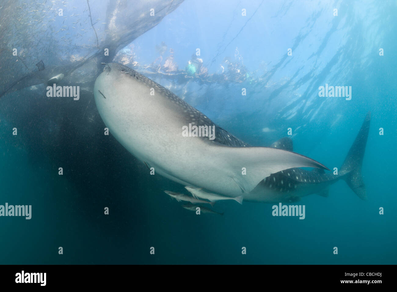 Whale Shark underneath Fishing Platform called Bagan, Rhincodon typus ...