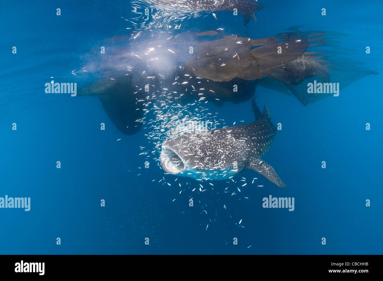 Whale Shark underneath Fishing Platform called Bagan, Rhincodon typus ...
