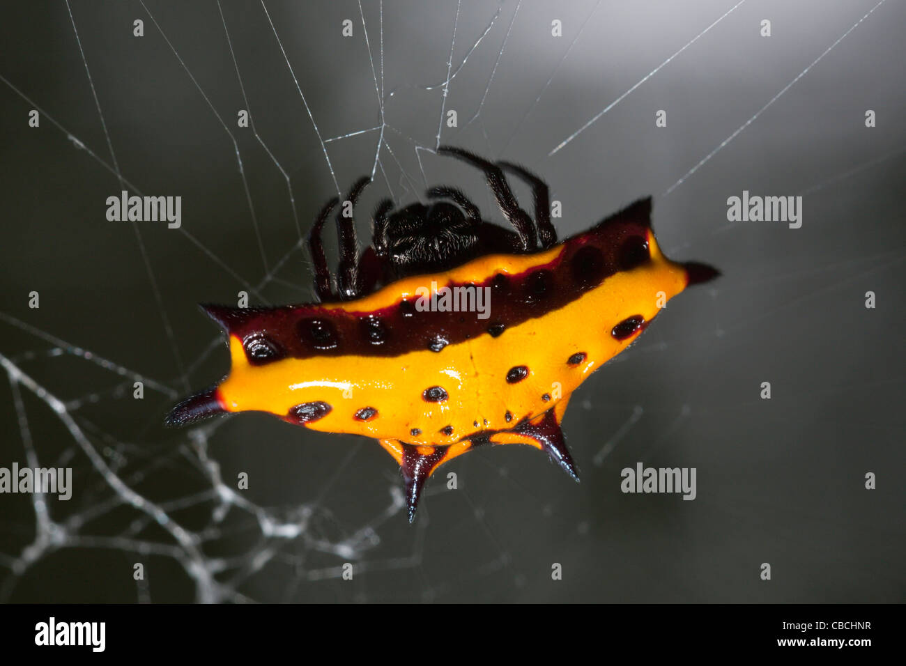 Tropical spiders hi-res stock photography and images - Alamy