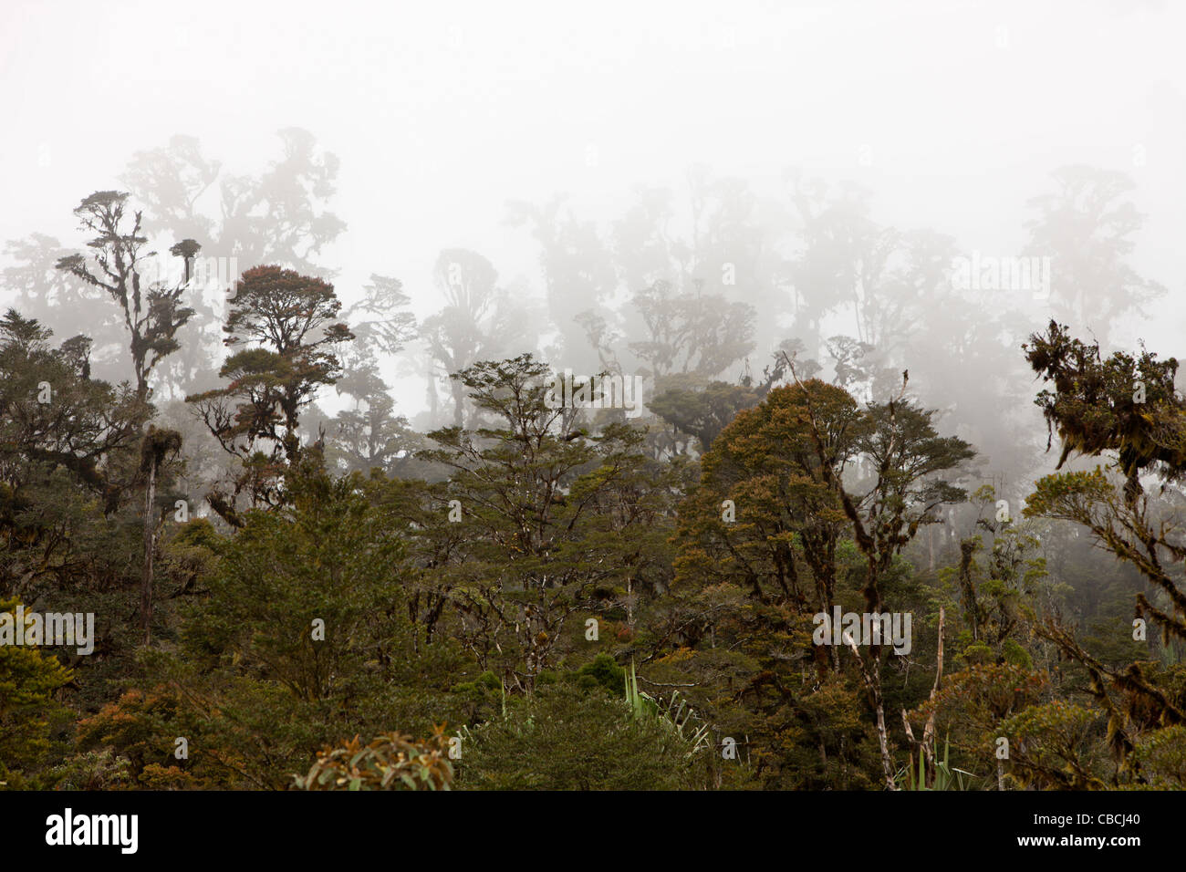 Papua indonesia forest hi-res stock photography and images - Alamy