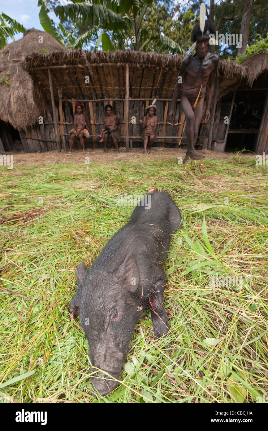 Dani Tribe slaughters Pig for Pig Festivel, Baliem Valley, West Papua ...