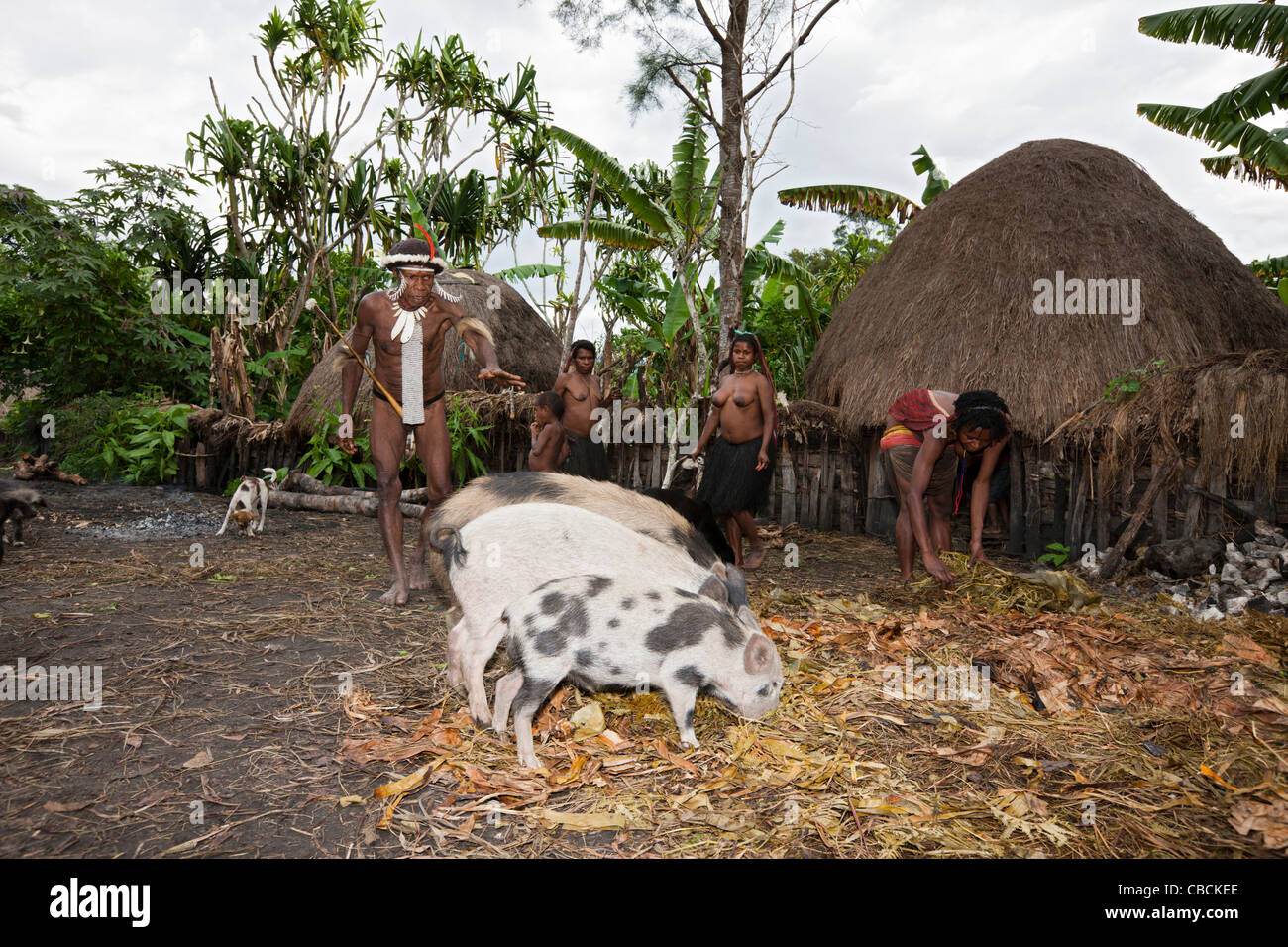 Grand valley dani pig hi-res stock photography and images - Alamy