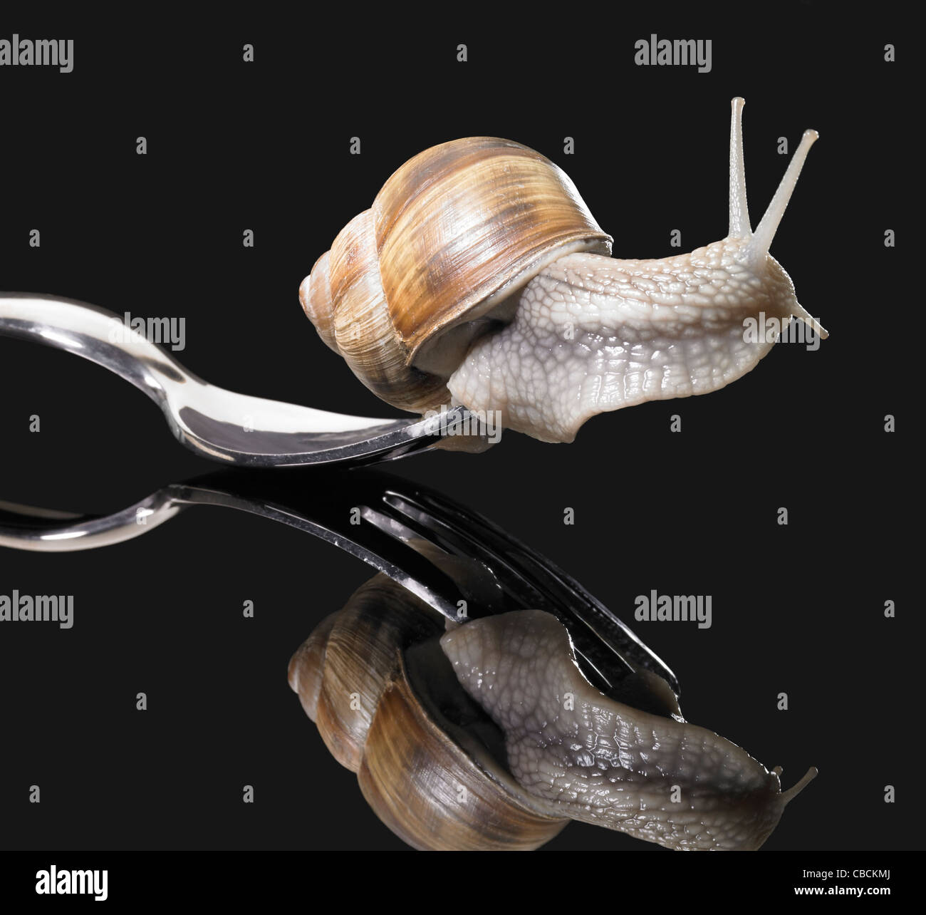 studio photography of a Grapevine snail creeping on a fork in dark ...