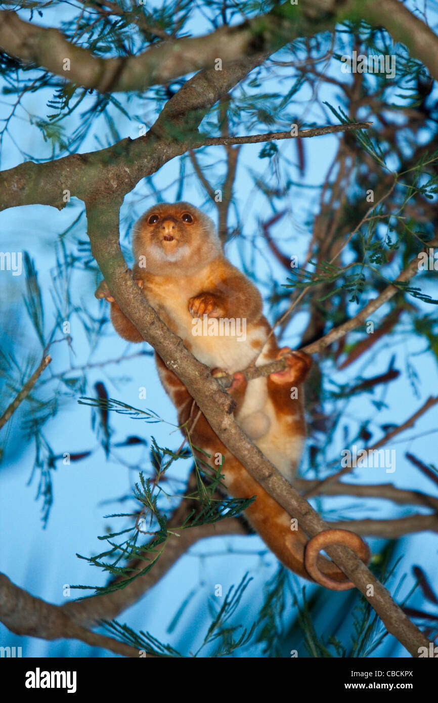 Common spotted cuscus spilocuscus maculatus is a cuscus hi-res stock ...