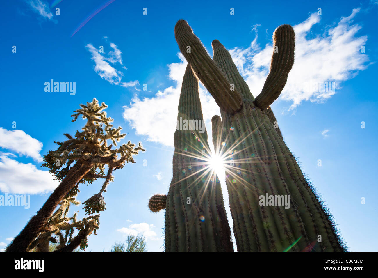 Fruit chain cholla cactus hi-res stock photography and images - Alamy