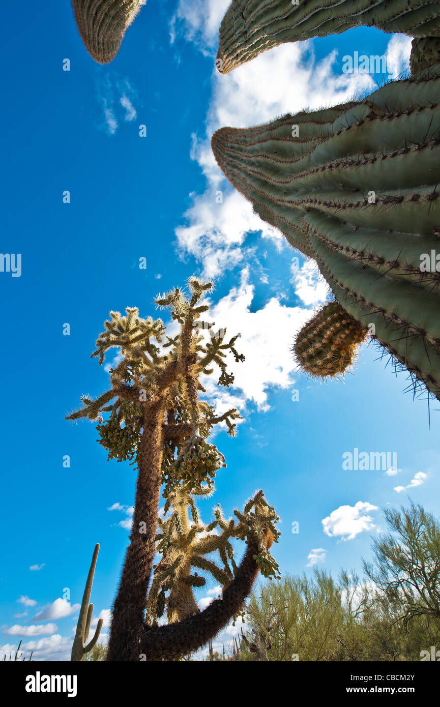 Giant saguaro cactus forest hi-res stock photography and images - Alamy