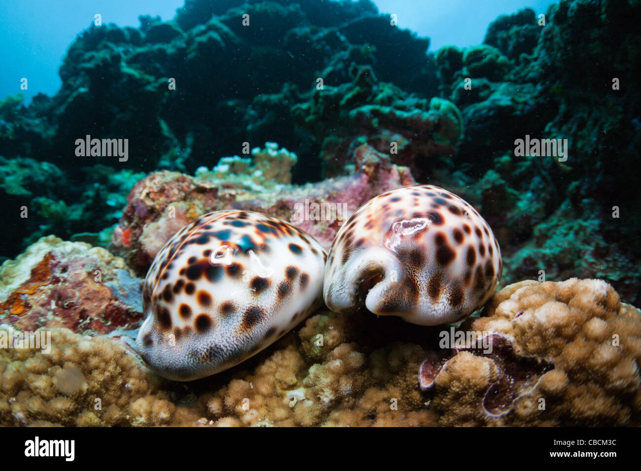 Two living Tiger Cowries, Cypraea tigris, Cenderawasih Bay, West Papua ...