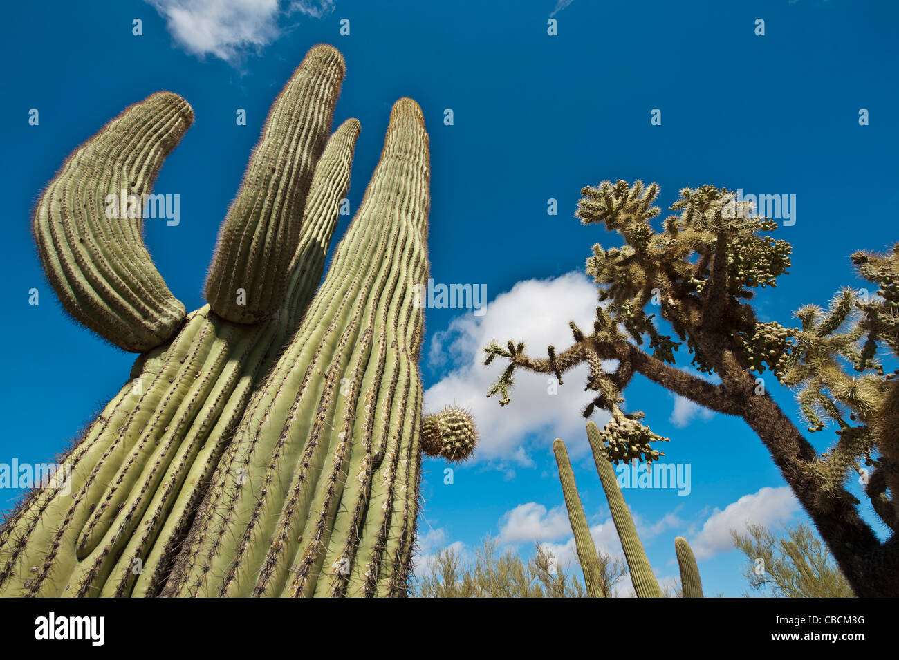 Chain of fruit hi-res stock photography and images - Alamy