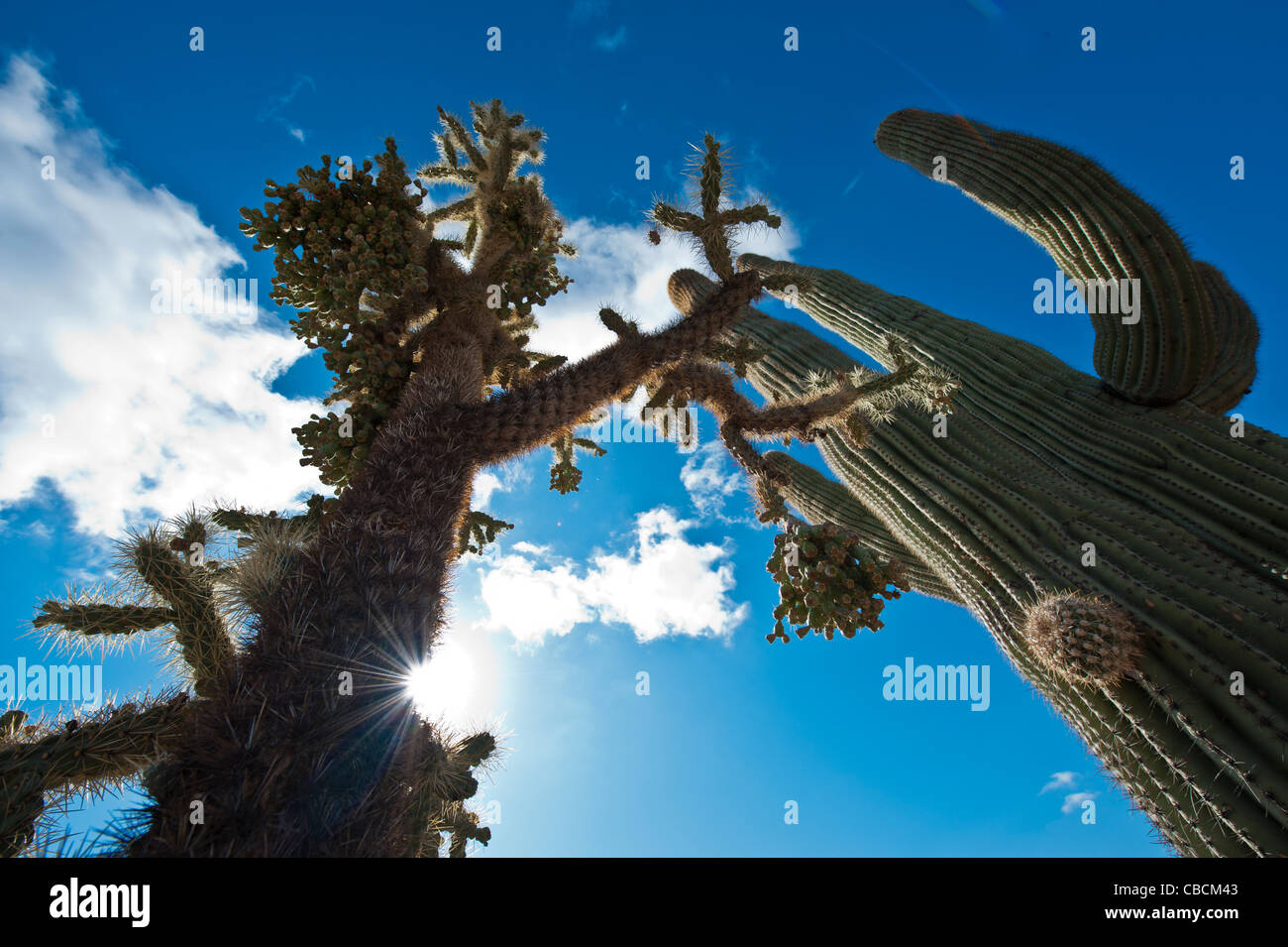 A giant Fruit-Chain Cholla cactus along side huge Saguaros in the ...
